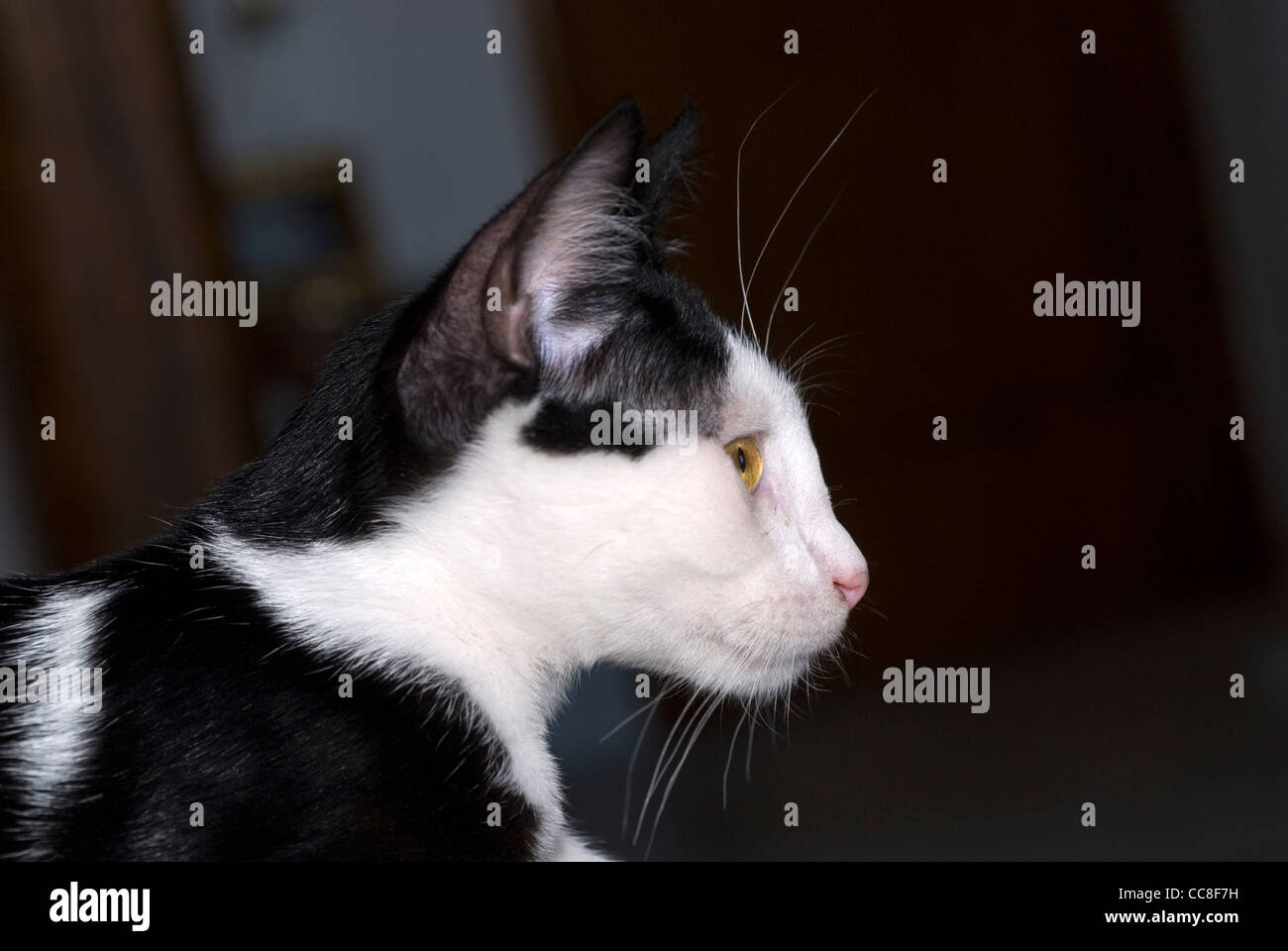 Leiter der junge schwarze und weiße Katze, Profil, auf der Suche nach ...