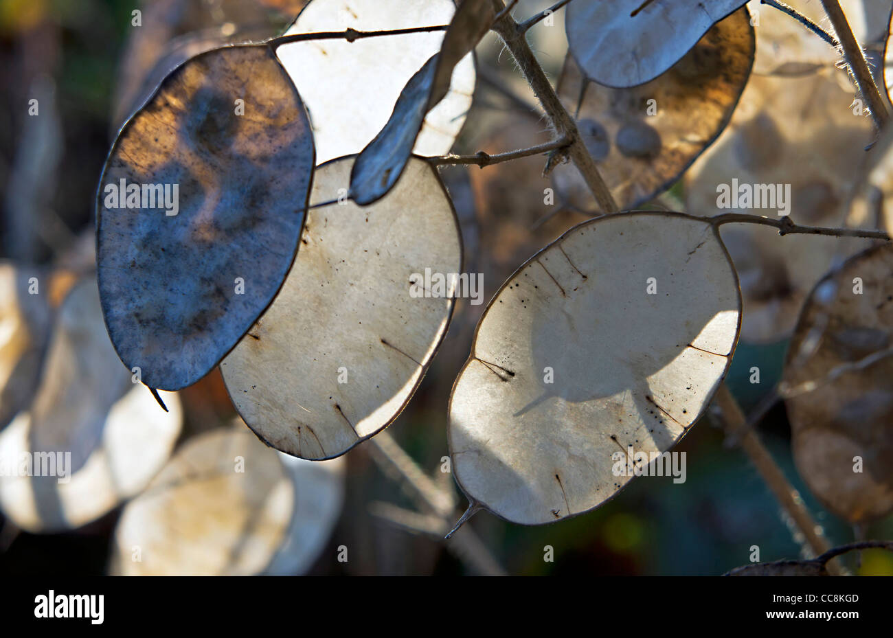 Samenkopf winter -Fotos und -Bildmaterial in hoher Auflösung – Alamy