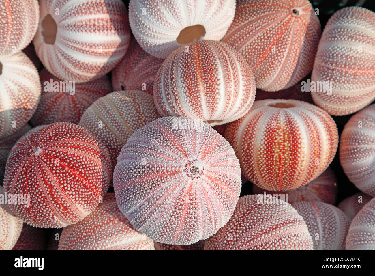 Pink green sea urchin shells -Fotos und -Bildmaterial in hoher ...