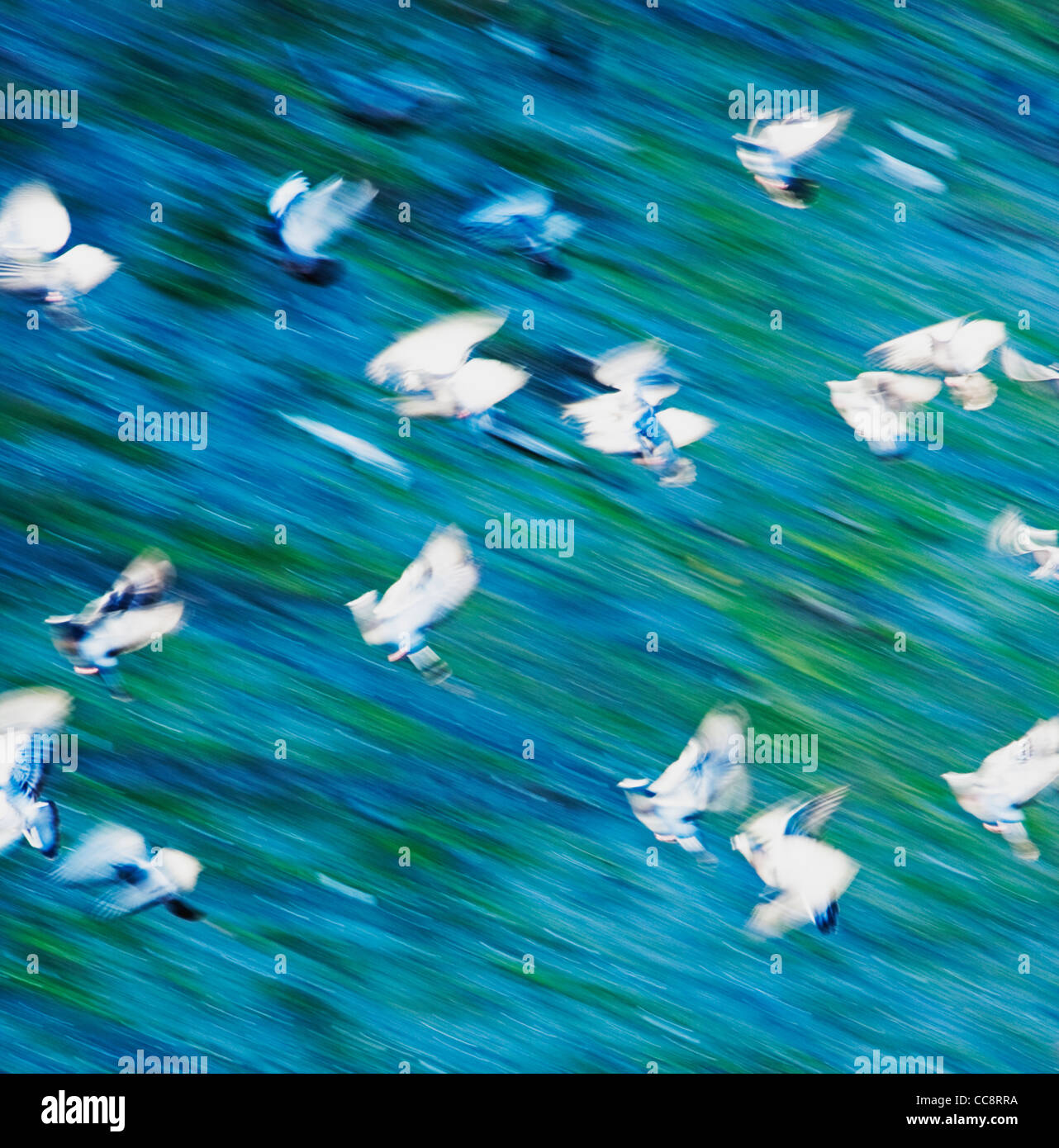 Tauben im flug -Fotos und -Bildmaterial in hoher Auflösung – Alamy