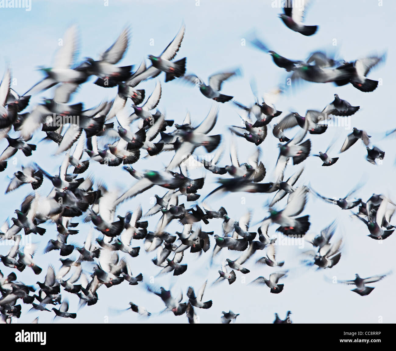 Tauben im flug -Fotos und -Bildmaterial in hoher Auflösung – Alamy