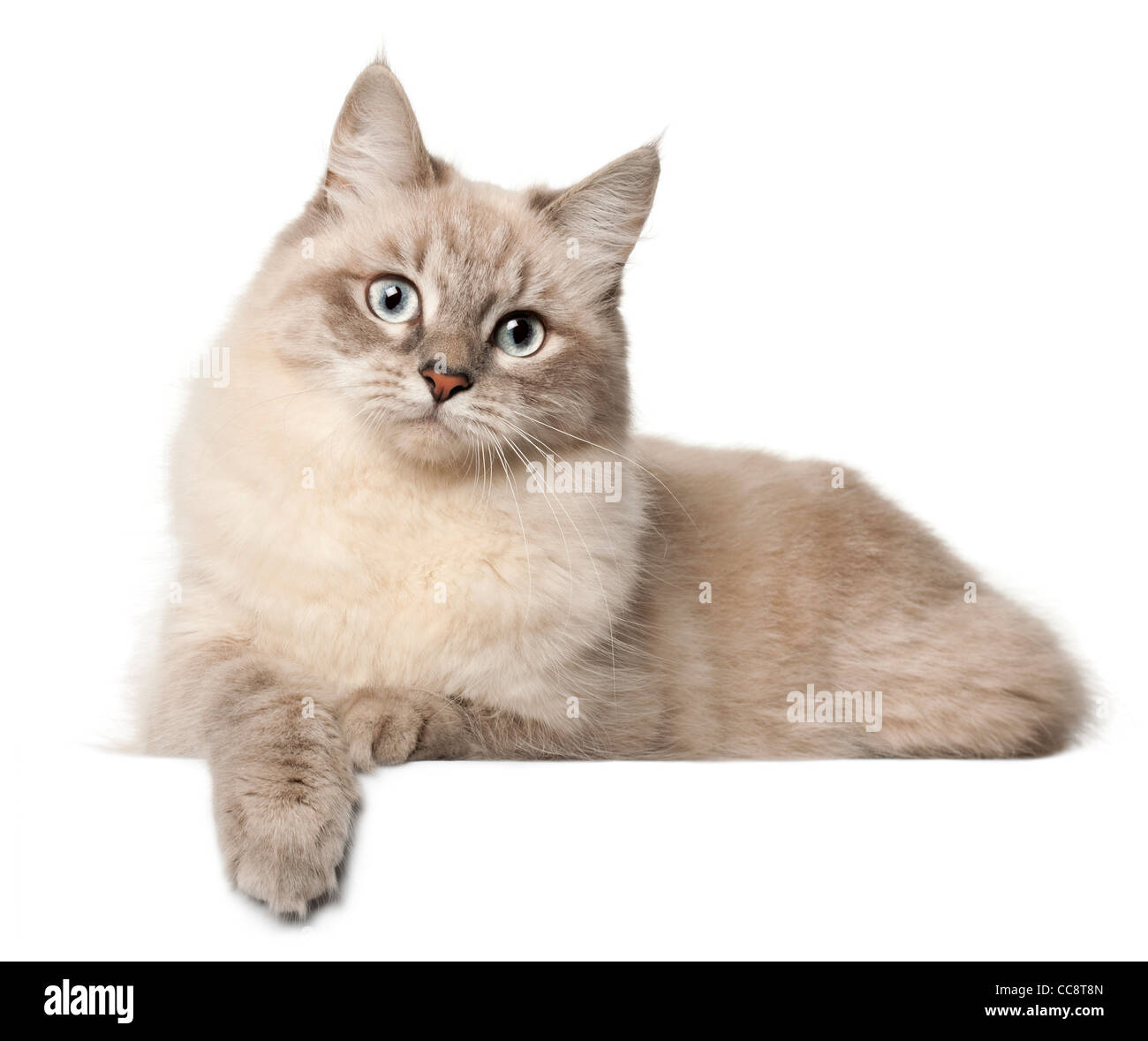 Katze liegend Ausgeschnittene Stockfotos und -bilder - Alamy