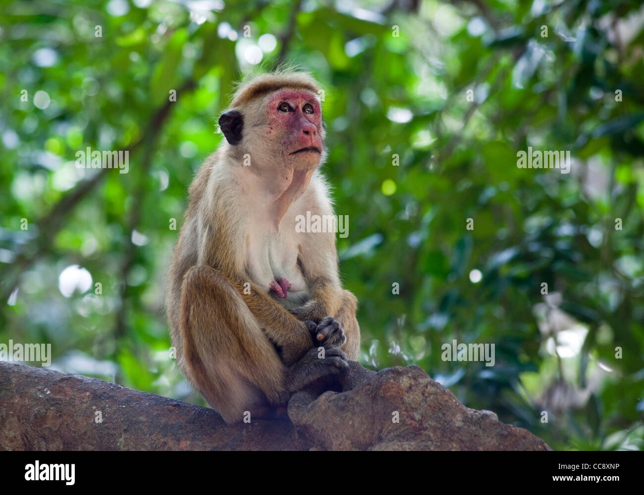Ein Makake gilt im Yala Nationalpark in Sri Lanka Stockfotografie - Alamy