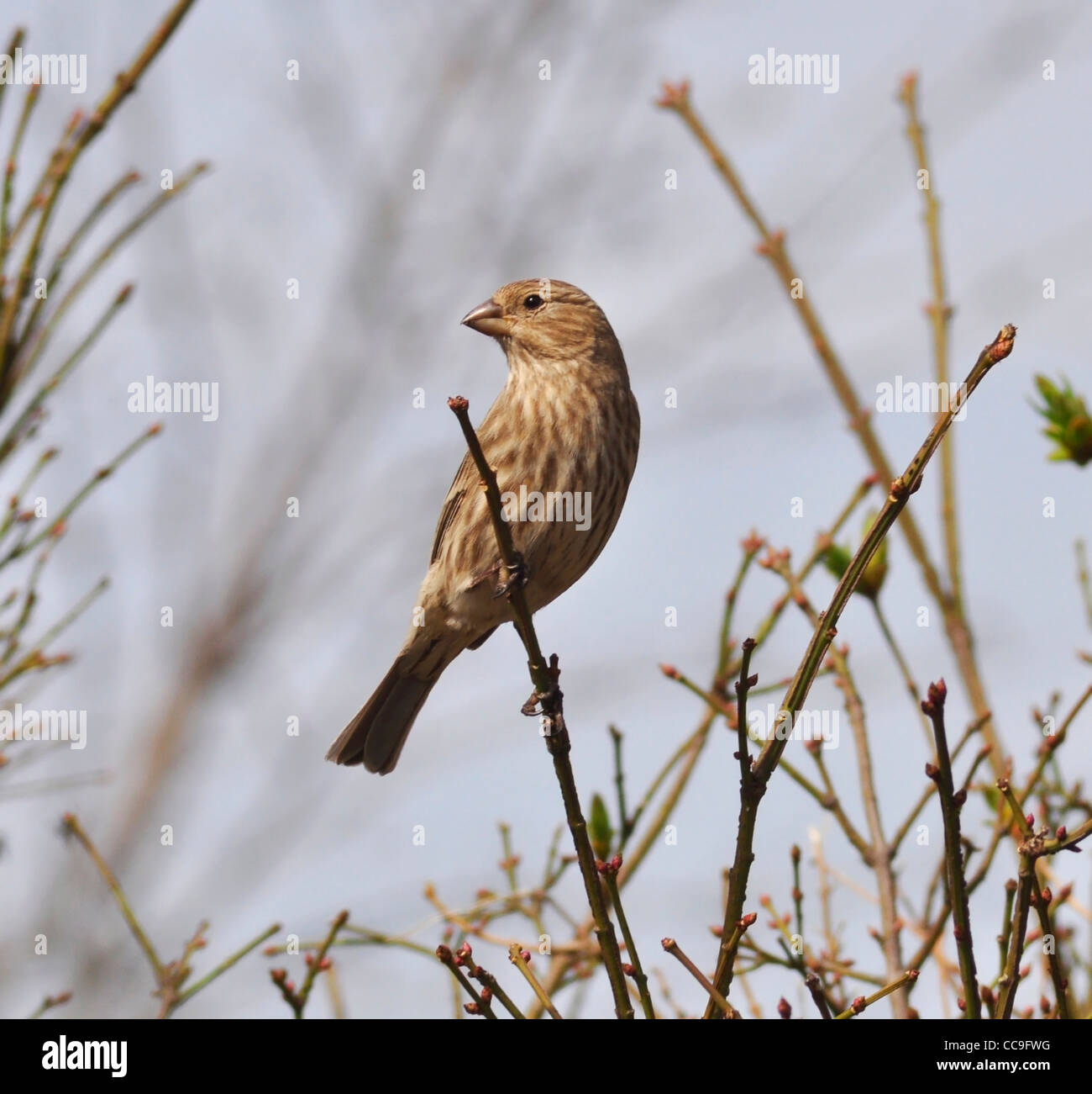 Der spatz -Fotos und -Bildmaterial in hoher Auflösung – Alamy