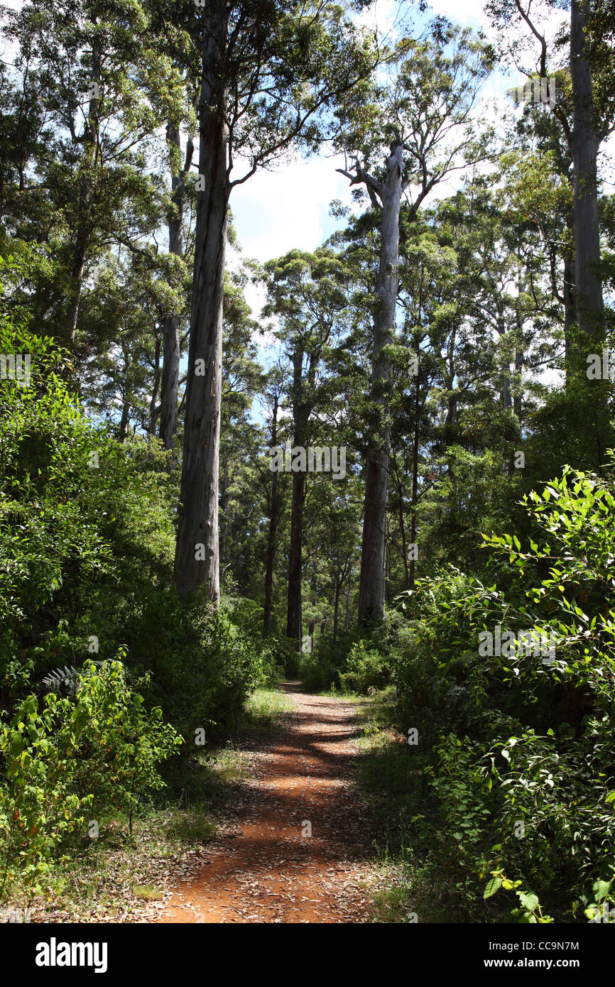 Eine Spur führt durch Karri-Wald im Warren National Park, Western ...