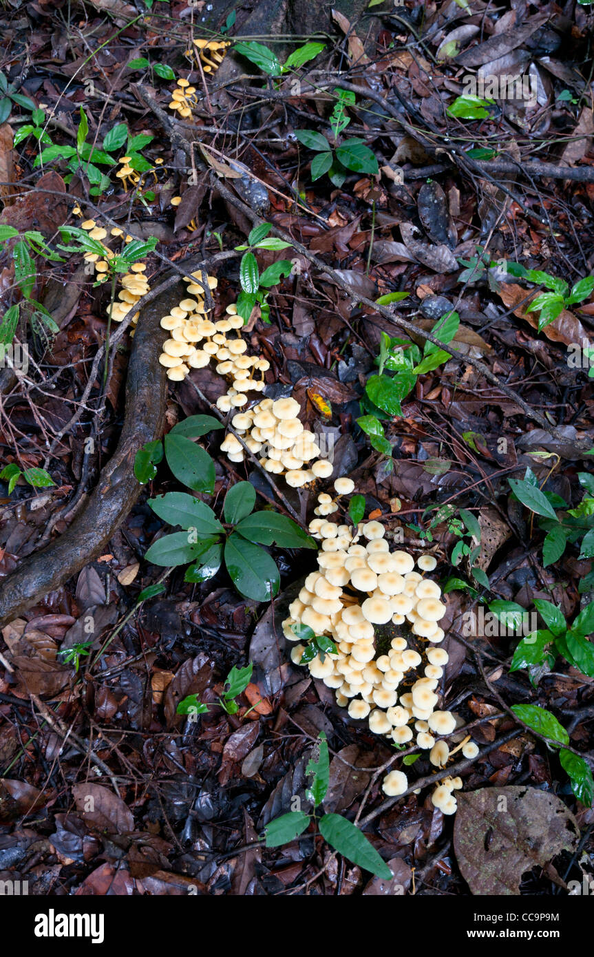 National pacaya reserve -Fotos und -Bildmaterial in hoher Auflösung – Alamy