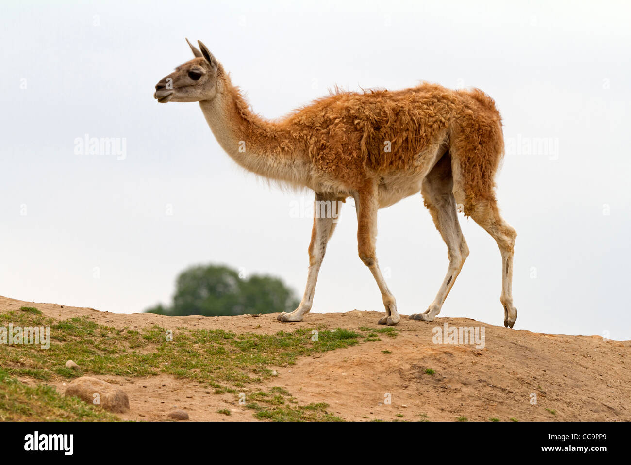 Guanako spaziergang -Fotos und -Bildmaterial in hoher Auflösung – Alamy