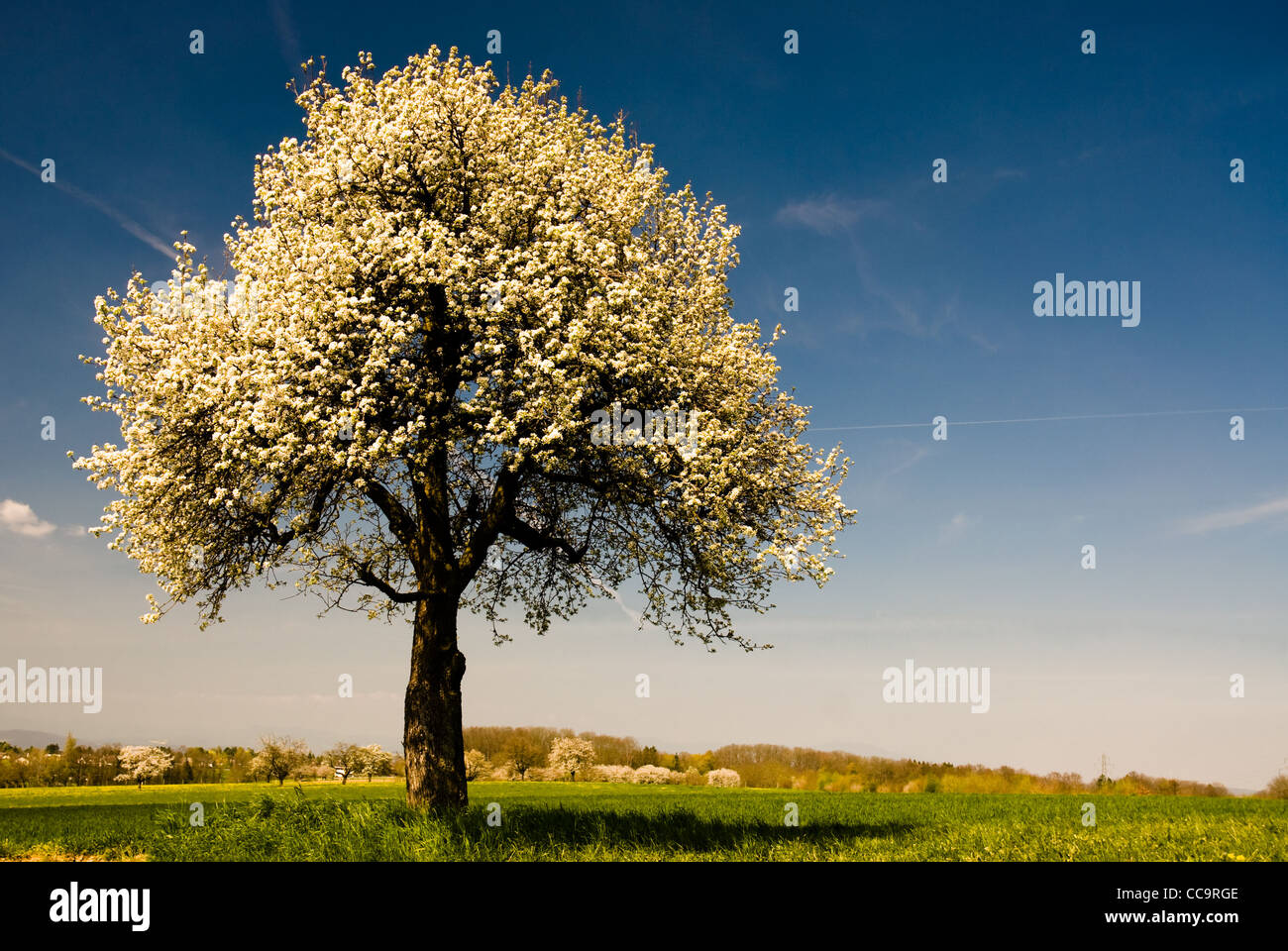 Baum Im Frhling