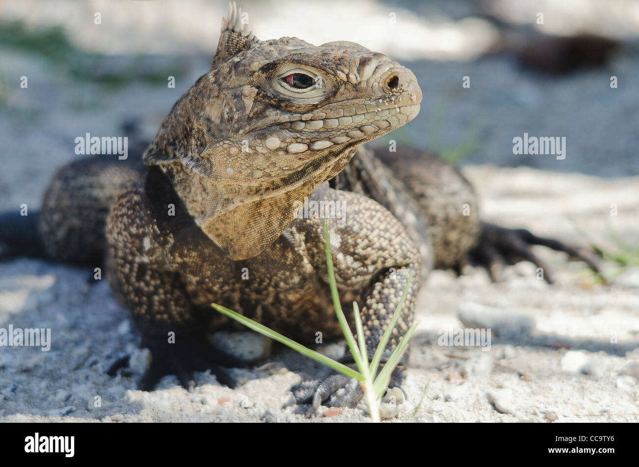 Cayo leguan -Fotos und -Bildmaterial in hoher Auflösung – Alamy