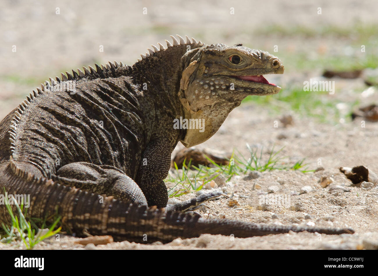 Cayo leguan -Fotos und -Bildmaterial in hoher Auflösung – Alamy