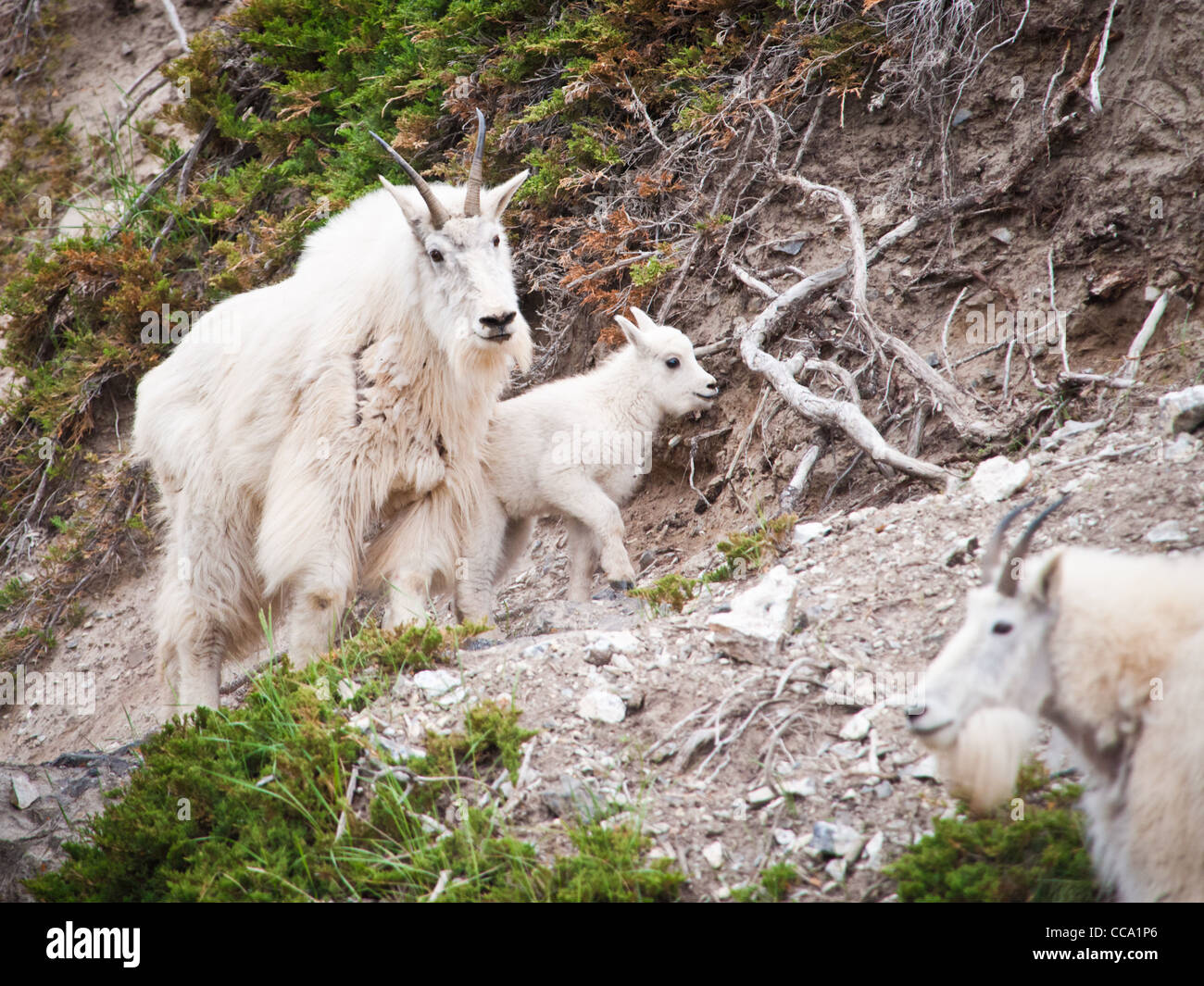 Rockies kind -Fotos und -Bildmaterial in hoher Auflösung – Alamy