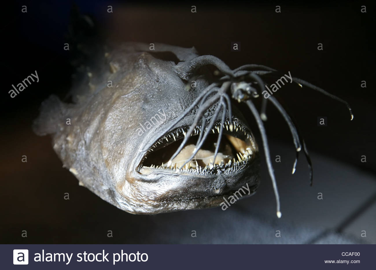 Tiefsee Fisch Stockfotos & Tiefsee Fisch Bilder - Alamy