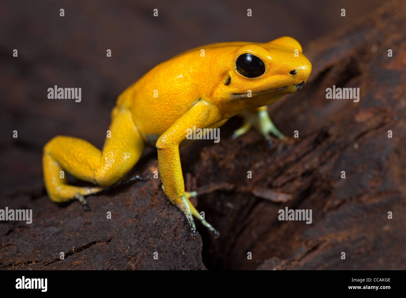 Phyllobates Terribilis goldene Pfeilgiftfrosch im Amazonas Regenwald ...