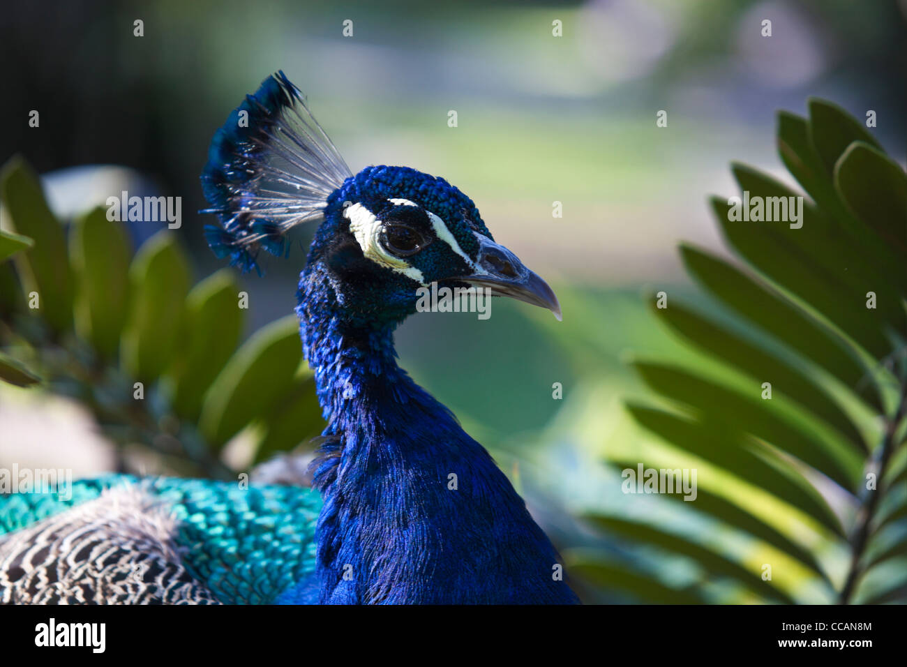 Pfau tier -Fotos und -Bildmaterial in hoher Auflösung – Alamy