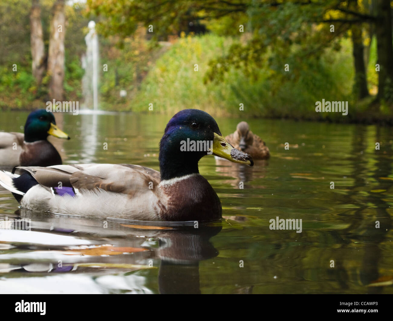 Männliche Stockenten auf See, wilde Enten im Herbst Stockfotografie - Alamy