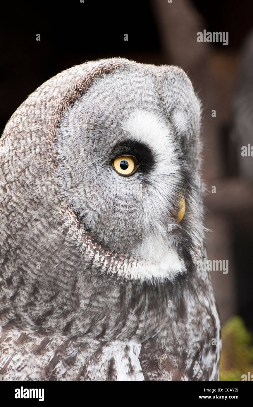 Großen grau-Eule, Strix nebulosa Stockfotografie - Alamy