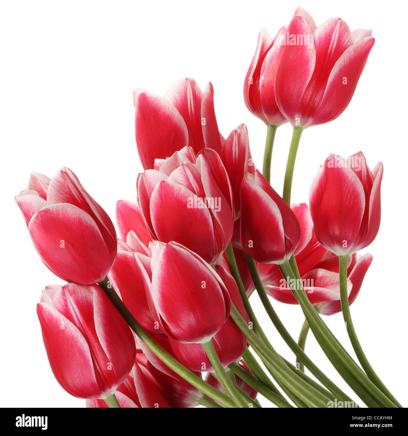 Großer Strauß Tulpen auf weißem Hintergrund. Es gibt Beschneidungspfad ...