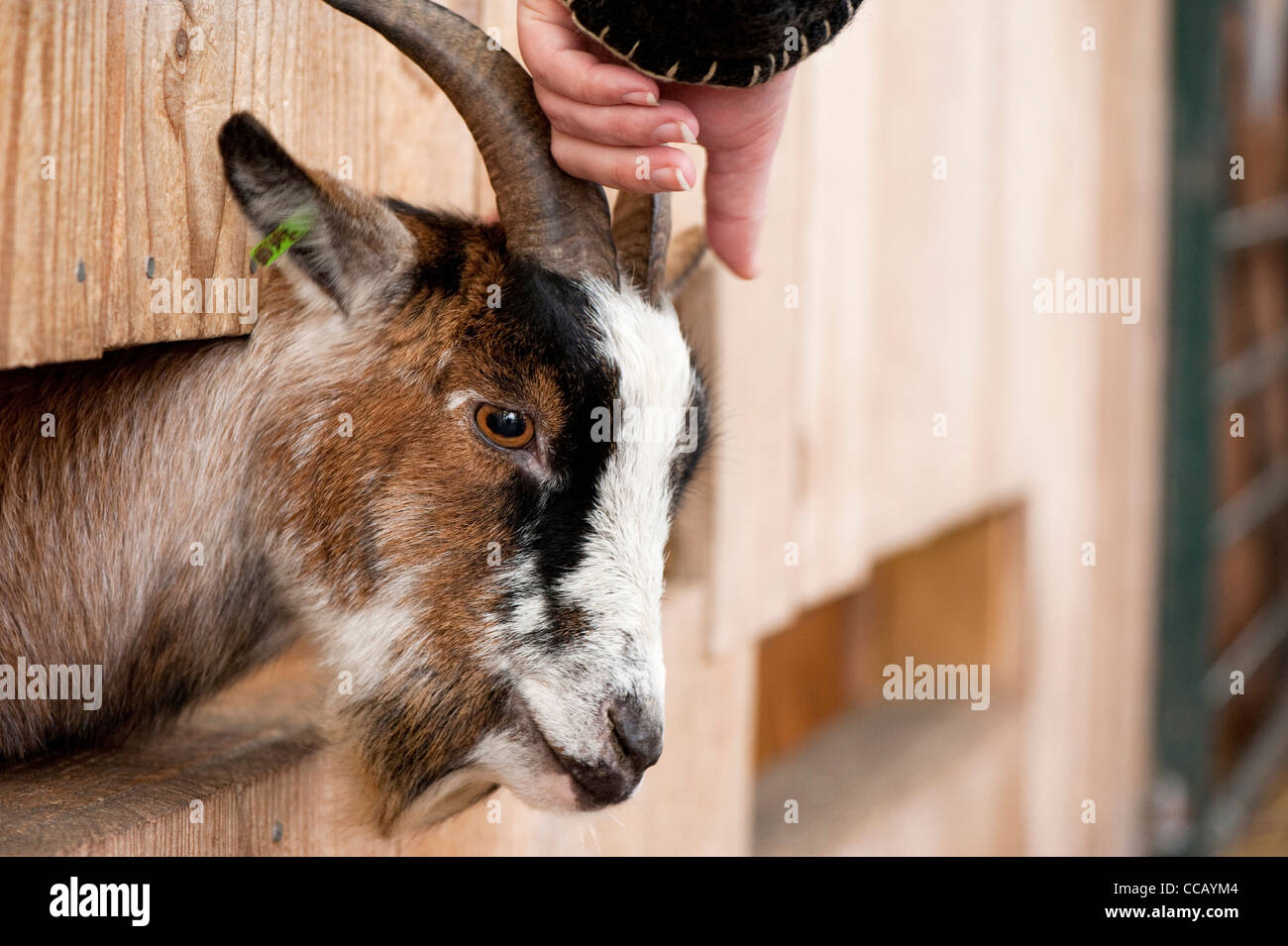 Pygmy Ziege, Capra hircus Stockfotografie - Alamy