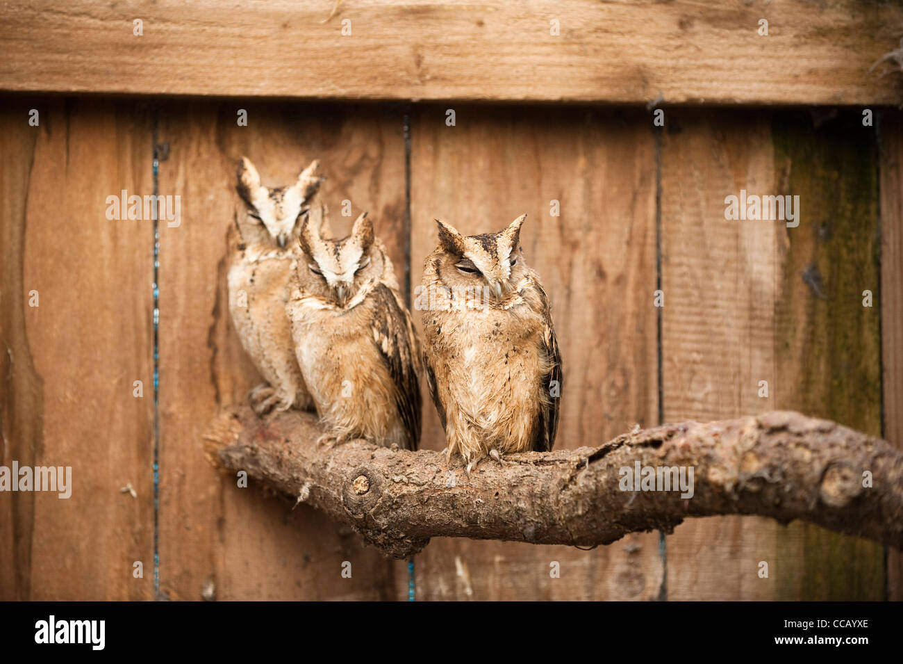 Schlafende eulen -Fotos und -Bildmaterial in hoher Auflösung – Alamy
