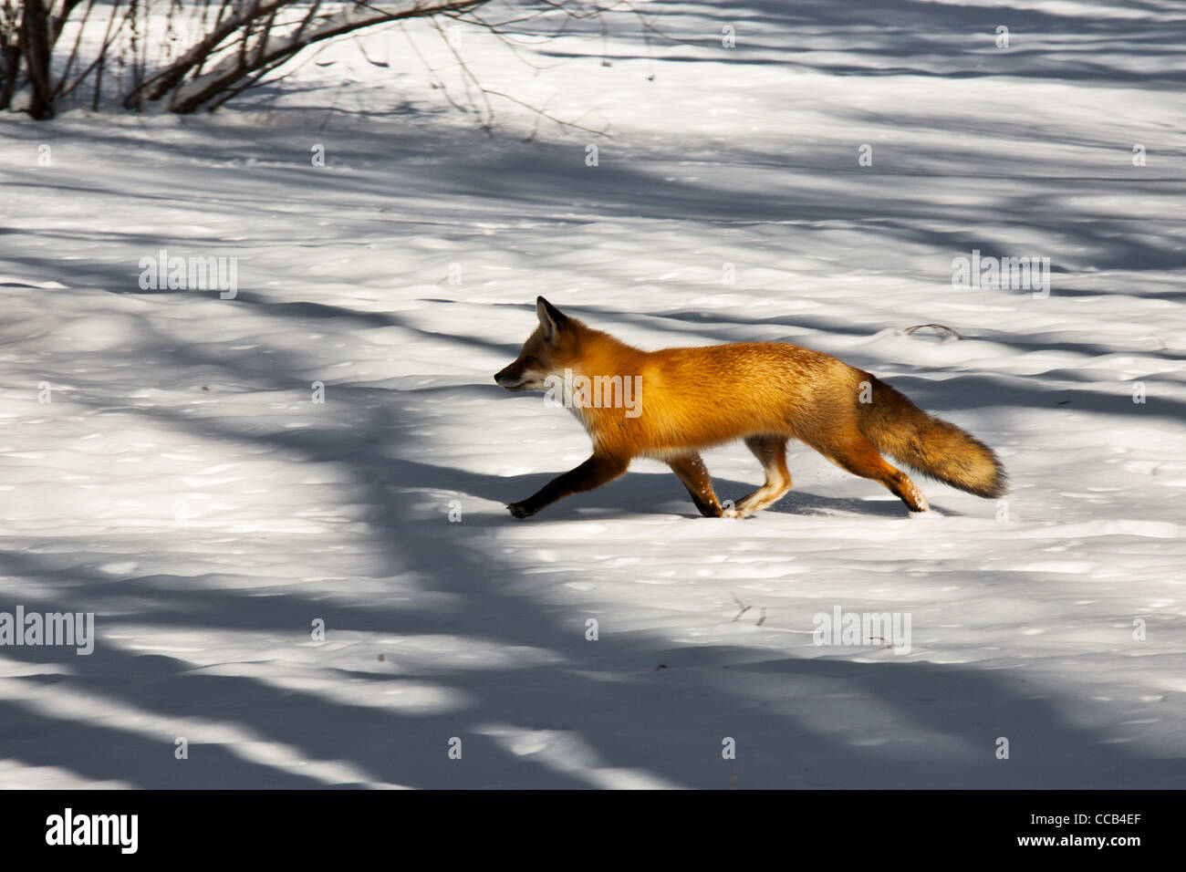 Rotfuchs vulpes vulpes im wintermantel -Fotos und -Bildmaterial in ...