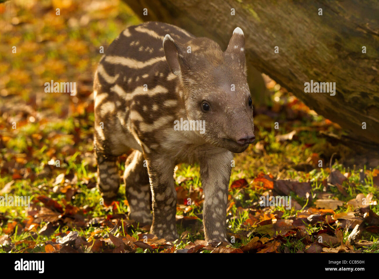 Tapir baby -Fotos und -Bildmaterial in hoher Auflösung – Alamy
