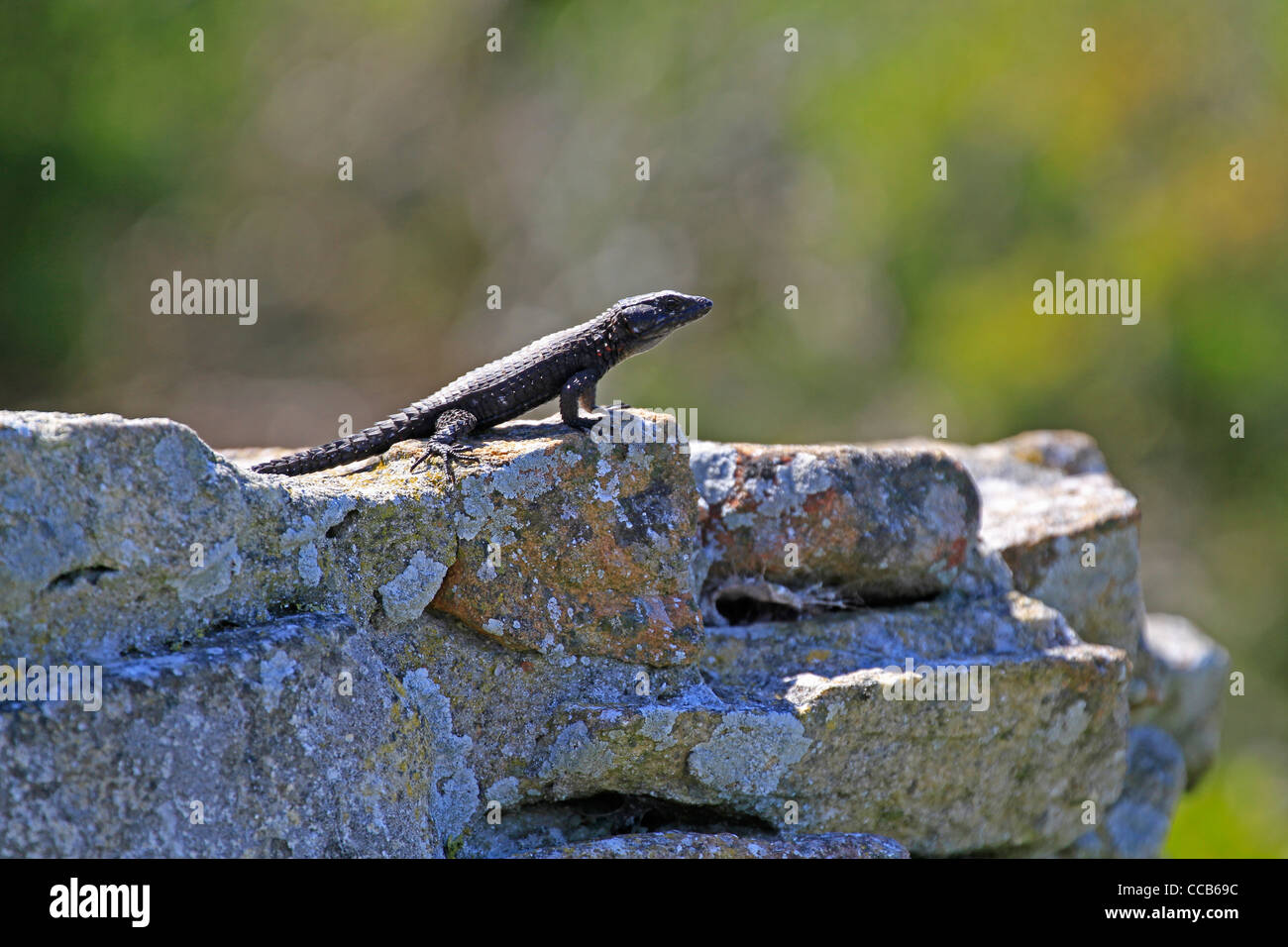 Black cape girdled lizard cordylus -Fotos und -Bildmaterial in hoher ...