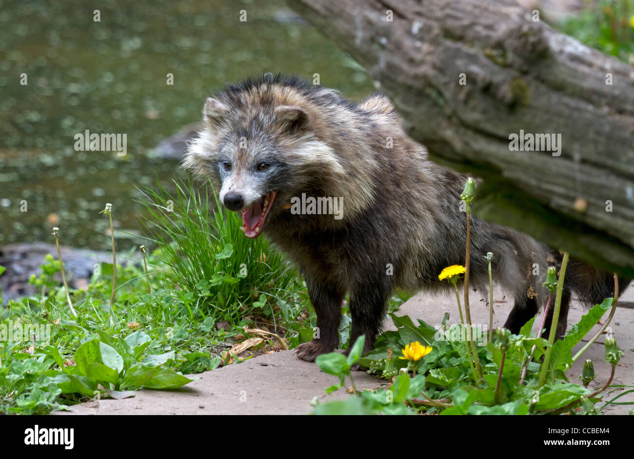 Marderhund auf einer Wiese (Nyctereutes Procyonoides Stockfotografie ...