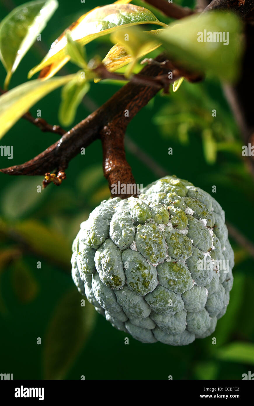 Buah srikaya -Fotos und -Bildmaterial in hoher Auflösung – Alamy