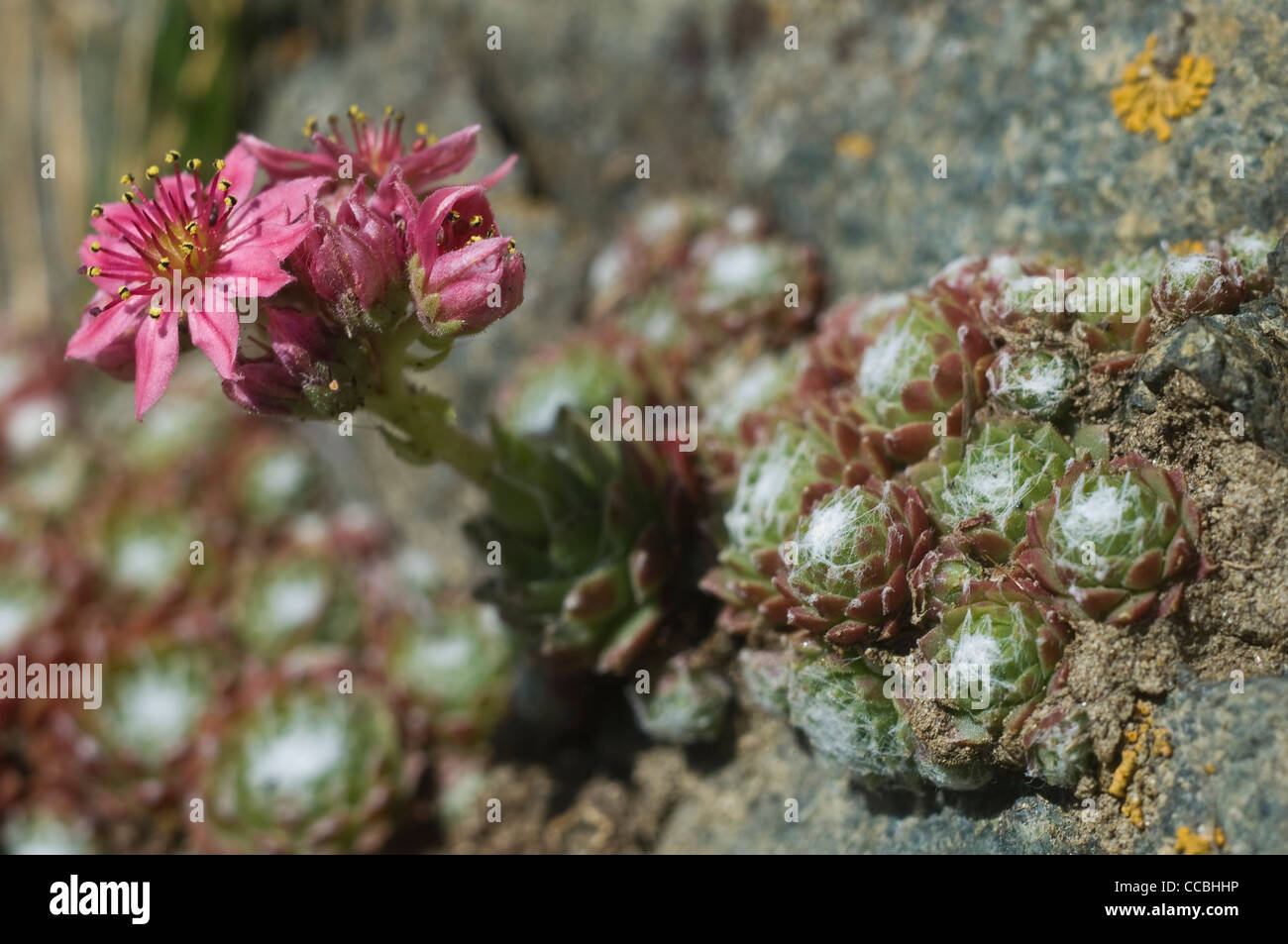 Sempervivum Aracnoideus Blumen, Nationalpark Engadin, Schweiz ...
