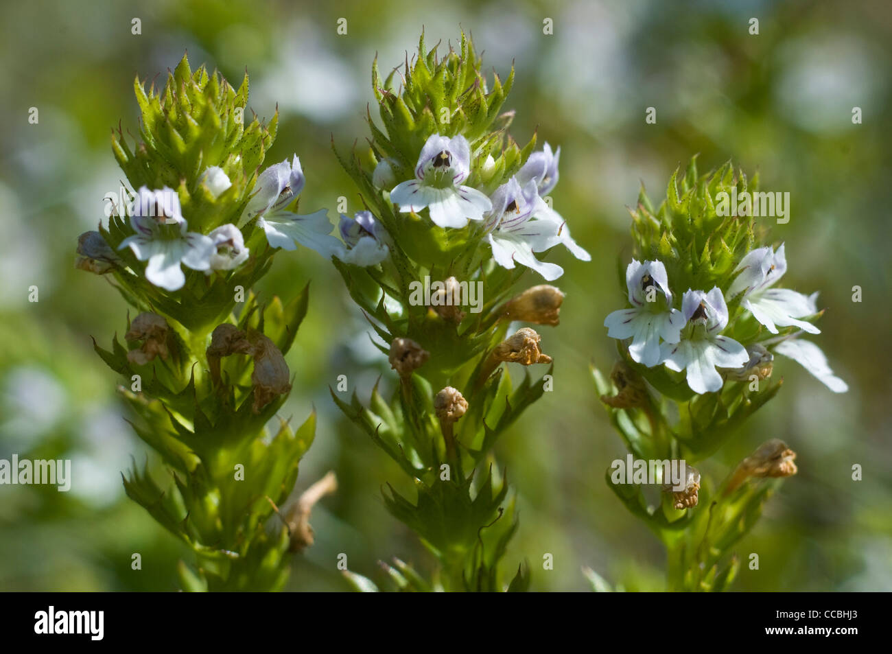 Euphrasia Cisalpina Blumen, Nationalpark Engadin, Schweiz ...
