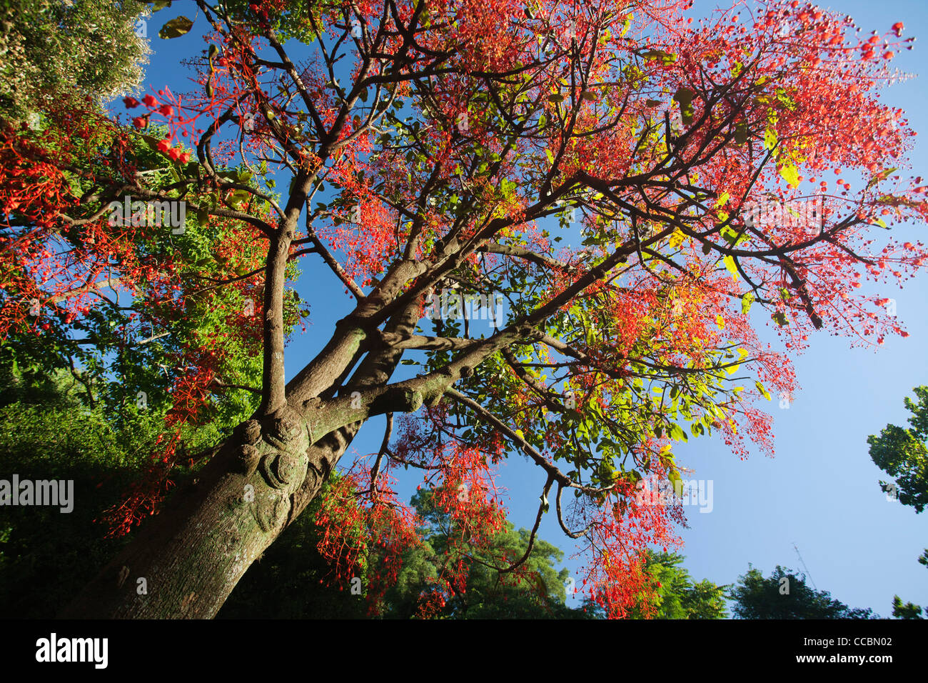 Illawara Flame Tree (Brachychiton Acerifolius Stockfotografie - Alamy