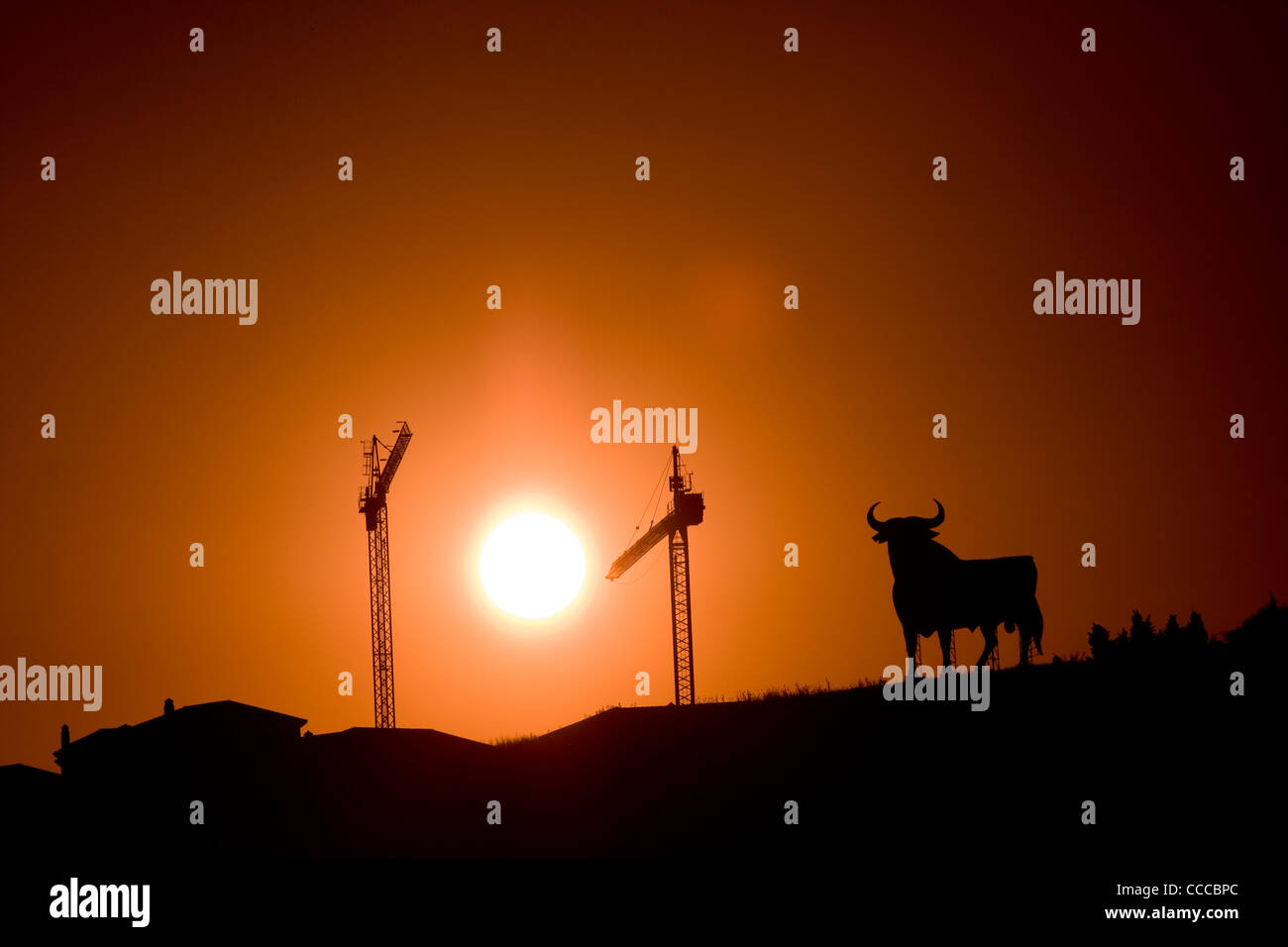 Osborne stier -Fotos und -Bildmaterial in hoher Auflösung – Alamy
