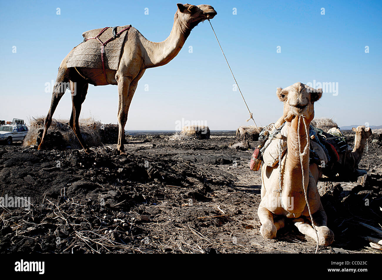 Camel transport -Fotos und -Bildmaterial in hoher Auflösung – Alamy