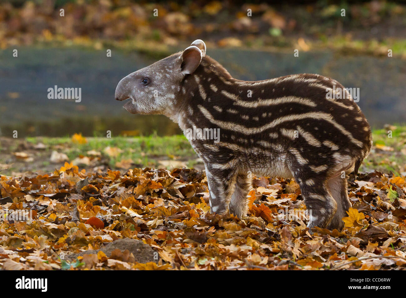 Tapir baby -Fotos und -Bildmaterial in hoher Auflösung – Alamy