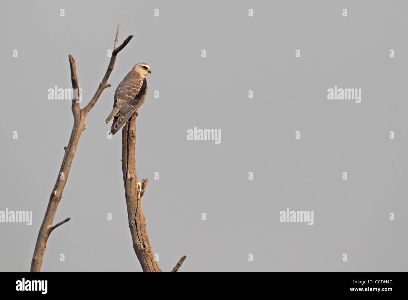 Elanus caeruleus -Fotos und -Bildmaterial in hoher Auflösung – Alamy