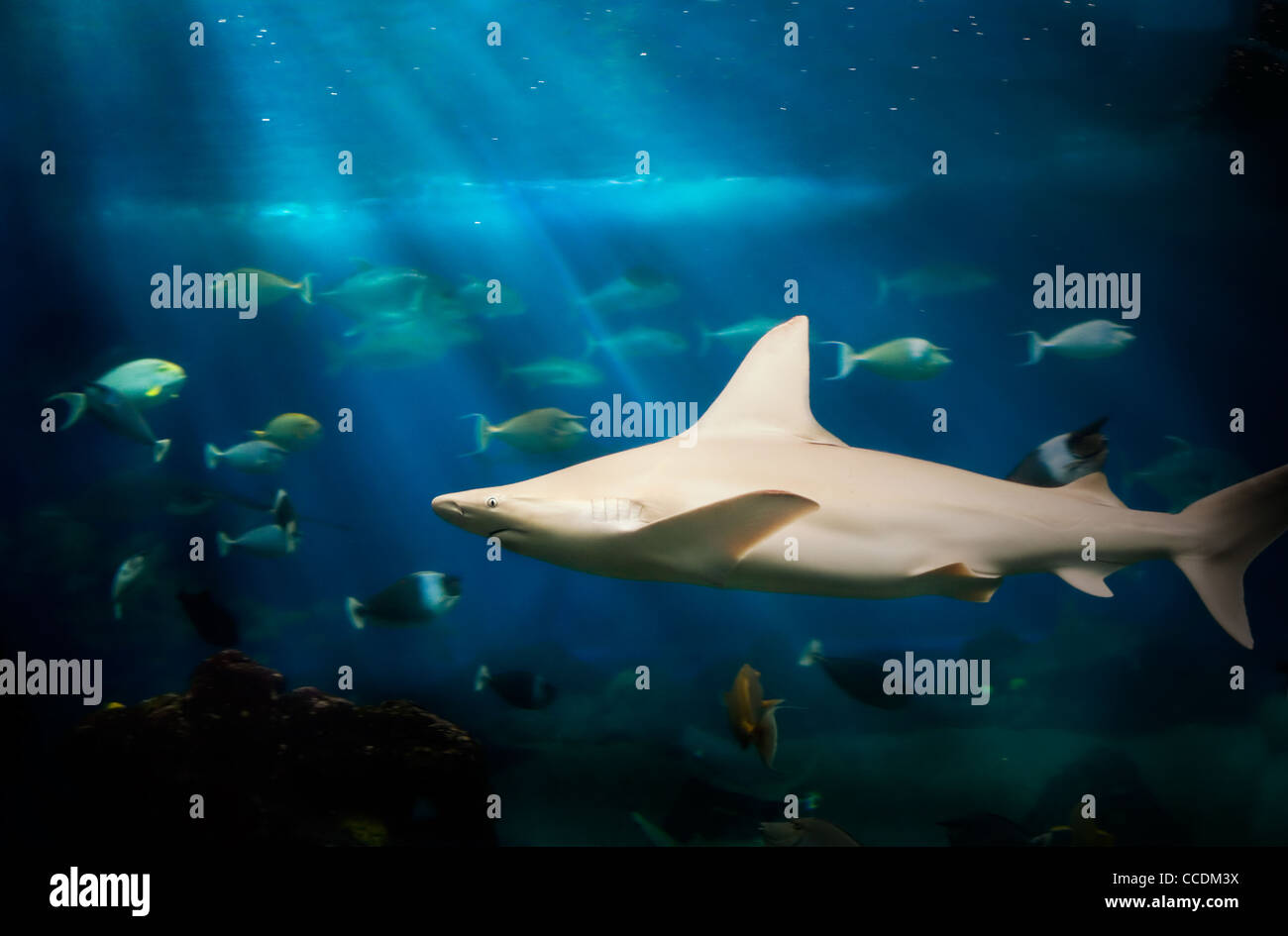 Hai tier -Fotos und -Bildmaterial in hoher Auflösung – Alamy