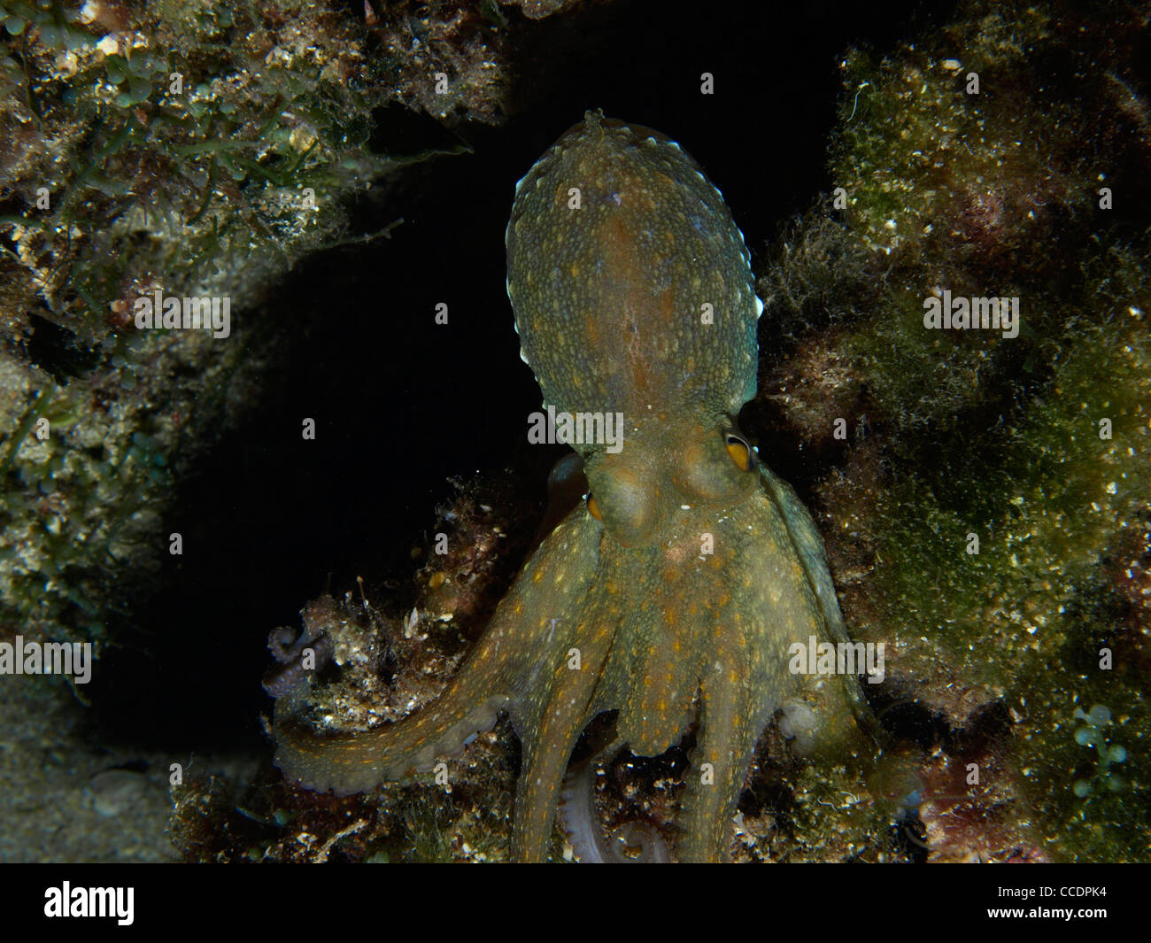 Octopus Vulgaris im Mittelmeer Stockfotografie - Alamy
