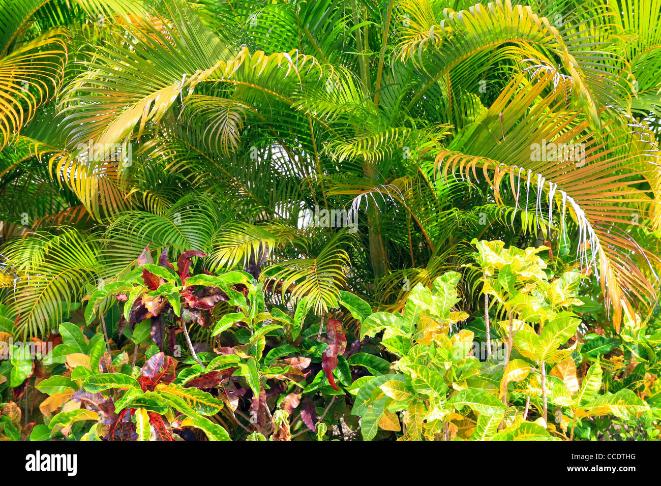Caribbean flora fauna -Fotos und -Bildmaterial in hoher Auflösung – Alamy
