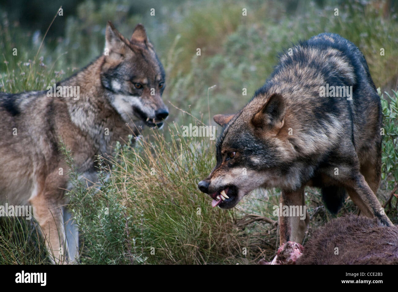 Wolf rudel prey -Fotos und -Bildmaterial in hoher Auflösung – Alamy