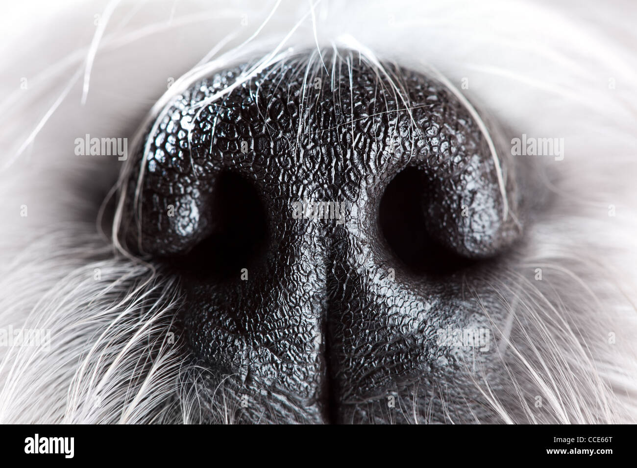 Hundenase Nahaufnahme Stockfotos und -bilder Kaufen - Alamy