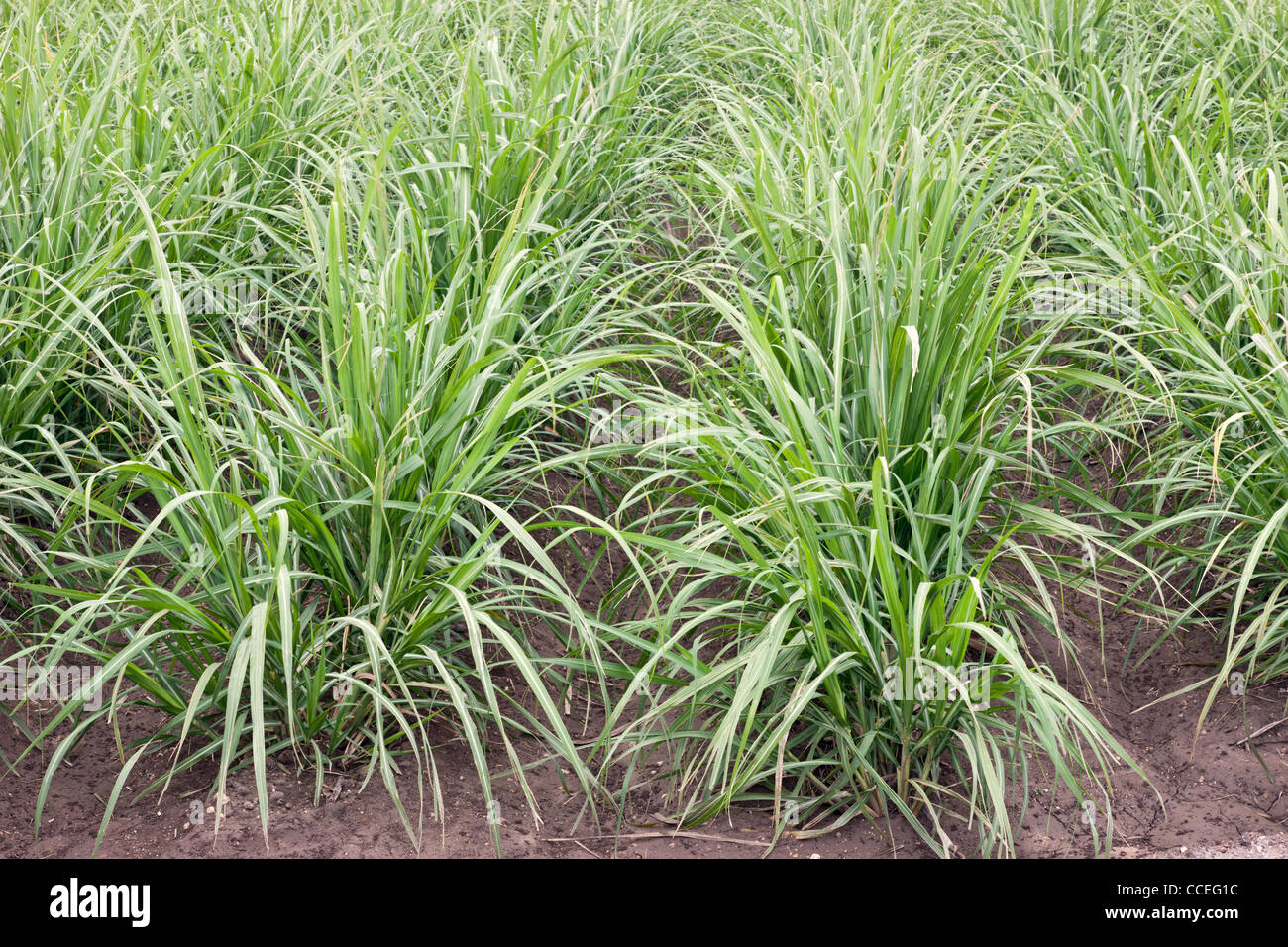 Sugarcane growing -Fotos und -Bildmaterial in hoher Auflösung – Alamy