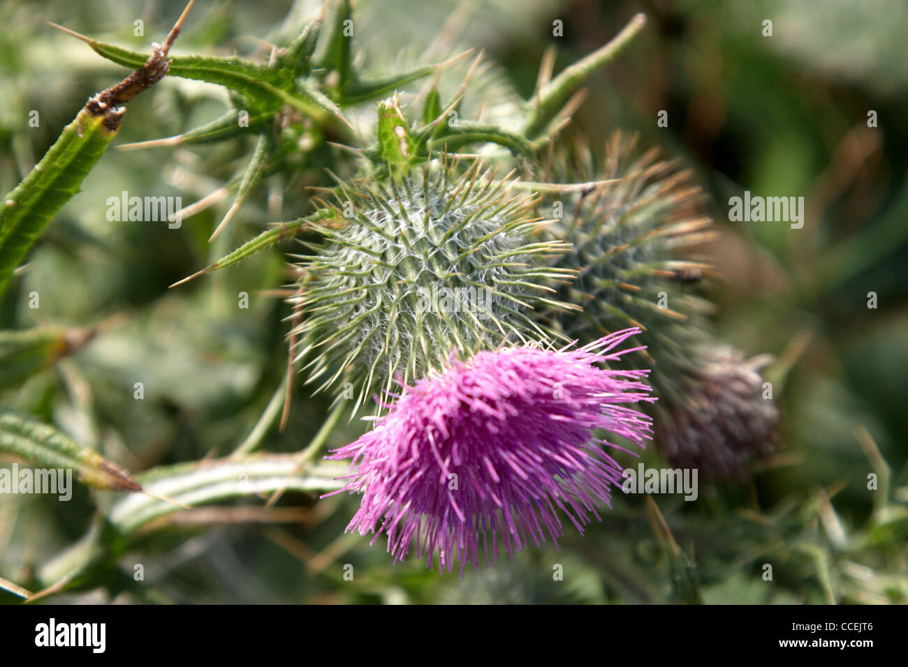 Spike weed -Fotos und -Bildmaterial in hoher Auflösung – Alamy