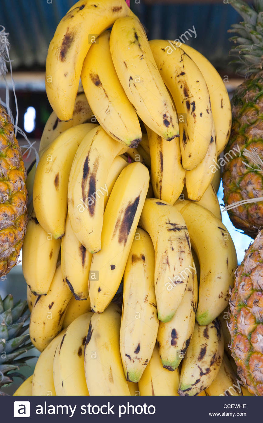Dominican Republic Caribbean Bananas Stockfotos und -bilder Kaufen - Alamy