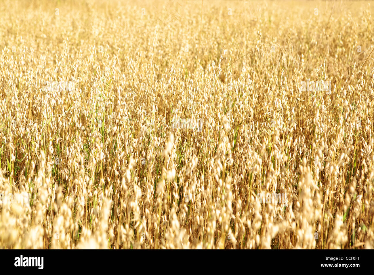 Felder von hafer -Fotos und -Bildmaterial in hoher Auflösung – Alamy