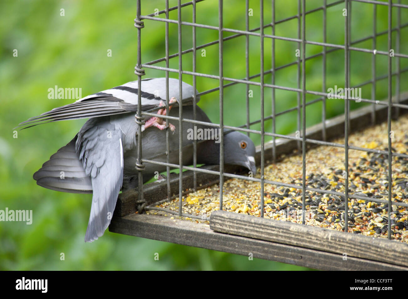 Felsentaube, Columba Livia, Fütterung aus Futtertisch, trotz ...
