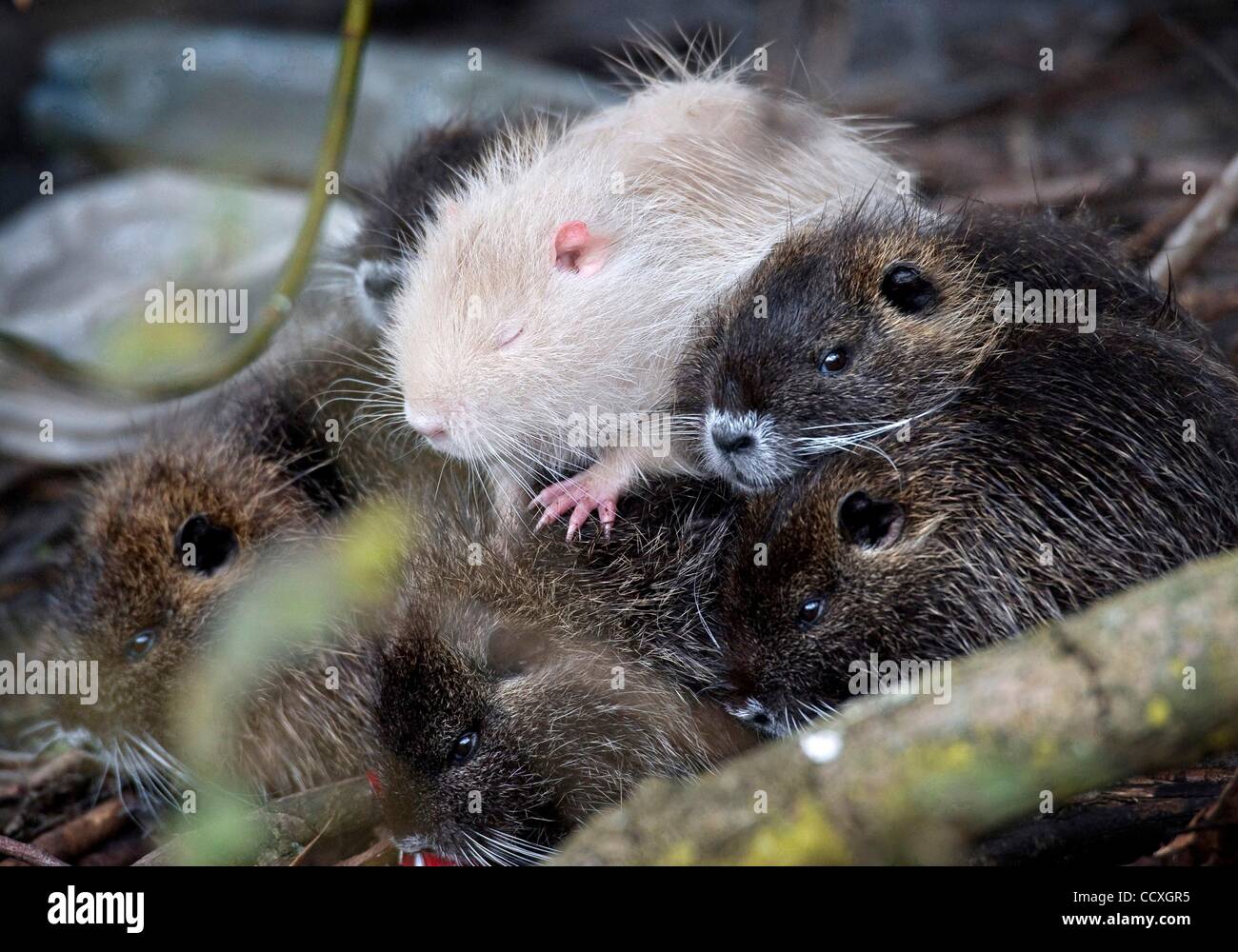 Nutria baby -Fotos und -Bildmaterial in hoher Auflösung – Alamy