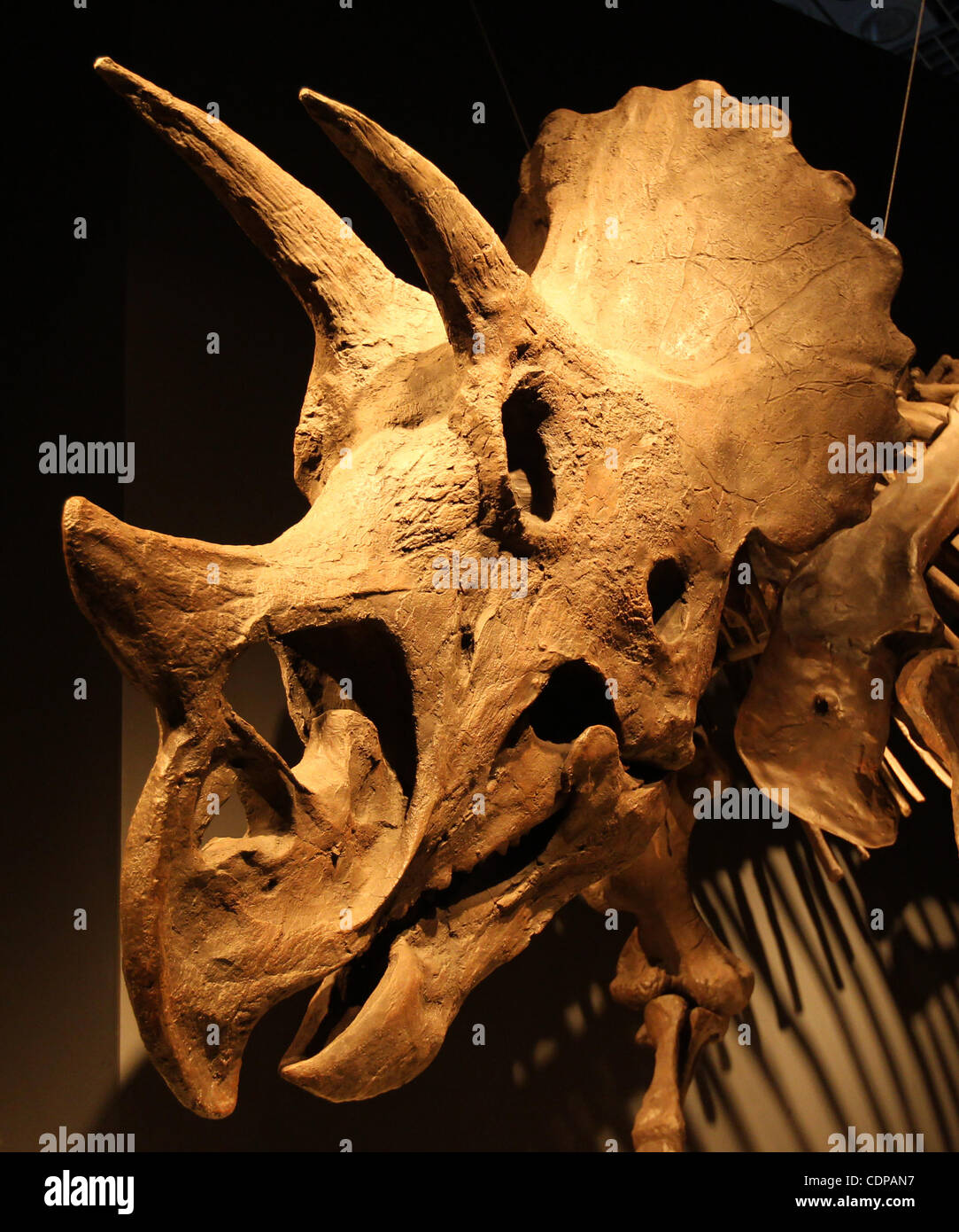 Triceratops skelett -Fotos und -Bildmaterial in hoher Auflösung – Alamy