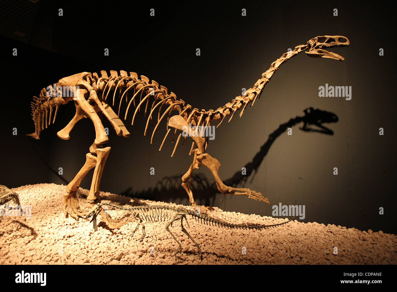 Plateosaurus dinosaurier skelett -Fotos und -Bildmaterial in hoher ...