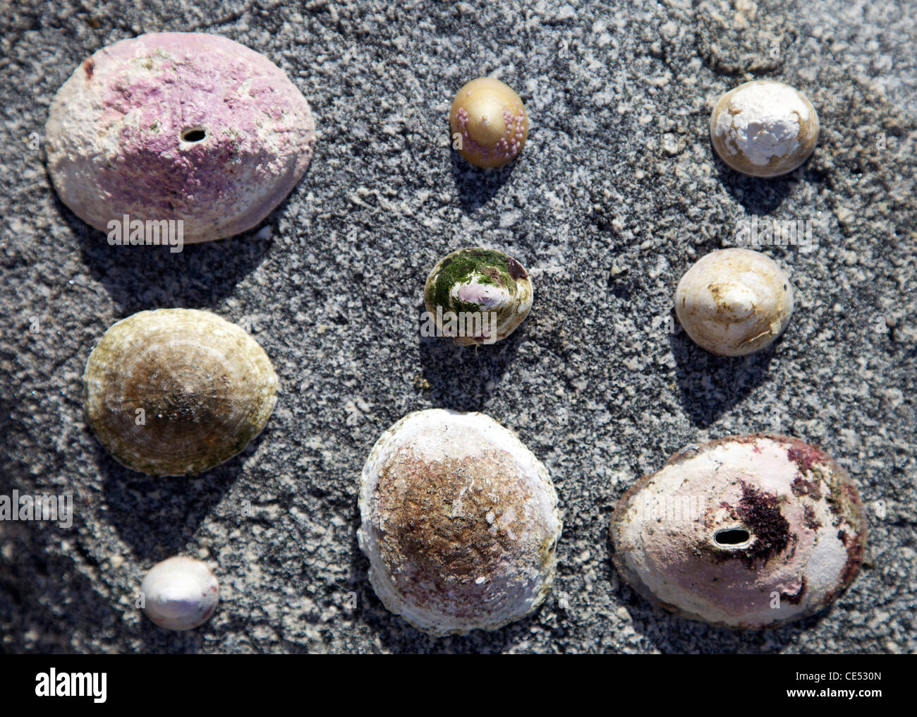 Shell group -Fotos und -Bildmaterial in hoher Auflösung – Alamy