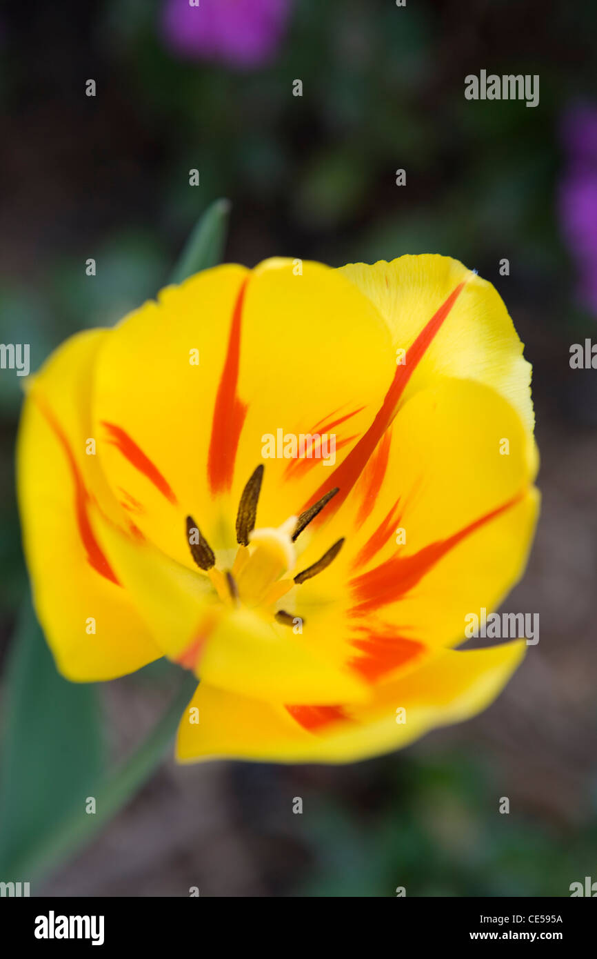 Gelbe variagation -Fotos und -Bildmaterial in hoher Auflösung – Alamy